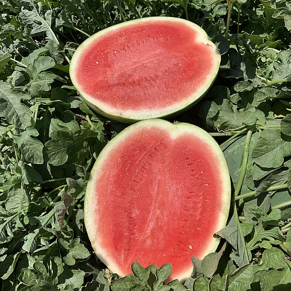 SWEET PONTOON Watermelon SEMINIS